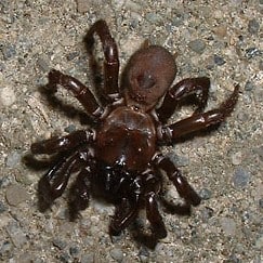 Purse Web Spider | Spiderzrule