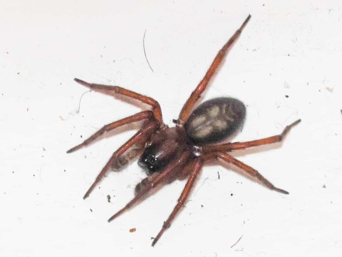 Hacklemesh Weaver | Spiderzrule